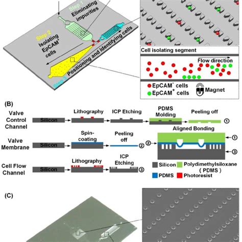 The Integrated Microfluidic Design Of The Pace Chip A Schematic View Download Scientific
