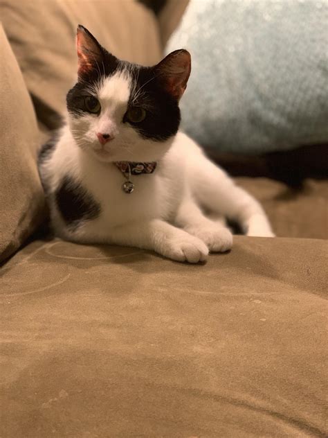 Adopted This Beautiful Babe R Cat