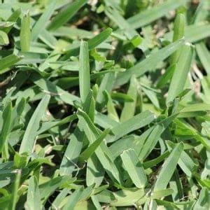 The Great Australian Buffalo Grass Guide Buffalo Turf