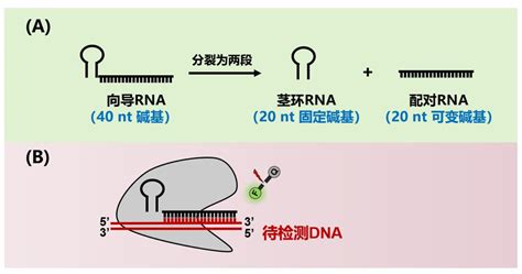 基于crispr Cas12a的dna快速检测试剂及其检测方法 2