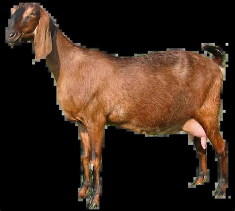 تصاویر Png و دوربری شده بز واقعی کاملا رایگان و بدون زمینه