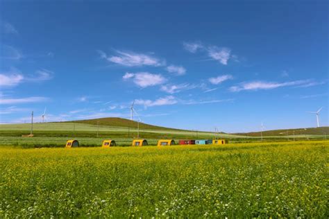 河北康保油菜花开分外妖娆