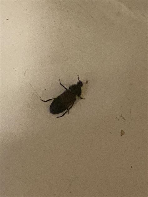 Is This A Tick R Bugidentification