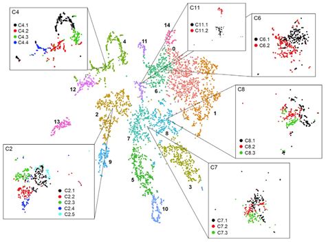 Single Cell Rna Sequencing Reveals Developmental Trajectories Of Arabidopsis Root Cells Plantae