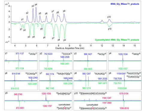 Baseline Peak Chromatograms Bpc From Lc Ms Ms Analysis Of Rnase T1 Download Scientific