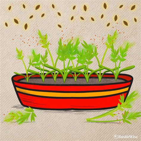 How To Grow Lettuce Microgreens Fresh Affordable Greens Indoors