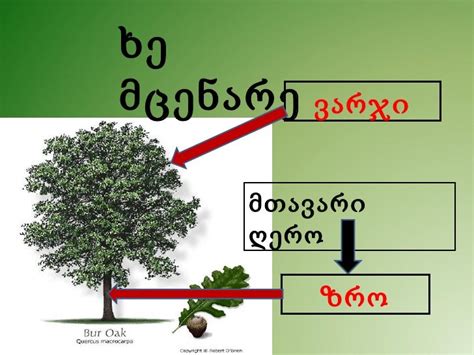 Yvavilovani Mcenareebi