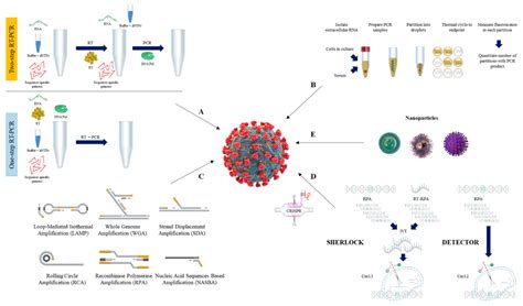 Nucleic Acid Vs Pcr Test At Richard Colon Blog