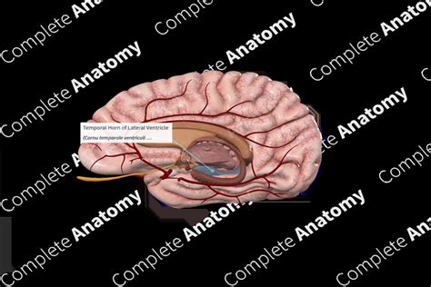 Temporal Horn Of Lateral Ventricle Complete Anatomy