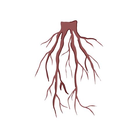 Graphic Tree Root Cartoon Illustration Vector Art At Vecteezy