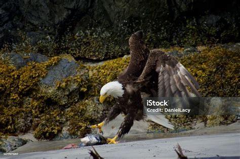성인 대머리 독수리가 해변에서 연어 시체를 밟고 날개가 퍼집니다 0명에 대한 스톡 사진 및 기타 이미지 0명 고리 발톱 공원 Istock
