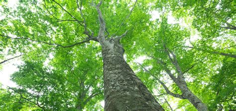 Beech Forest Hokkaido Sap Southeast Asia News Center