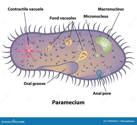 Paramecium Cell Structures And Anatomy Vector Illustration
