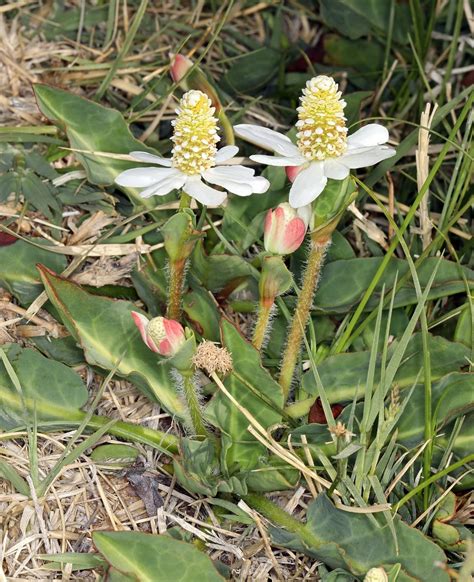 Anemopsis Californica Calflora