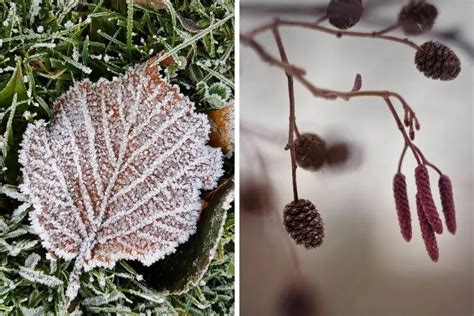 Native Irish Trees Folklore History Species Guide Native Irish Trees Folklore History Species Guide