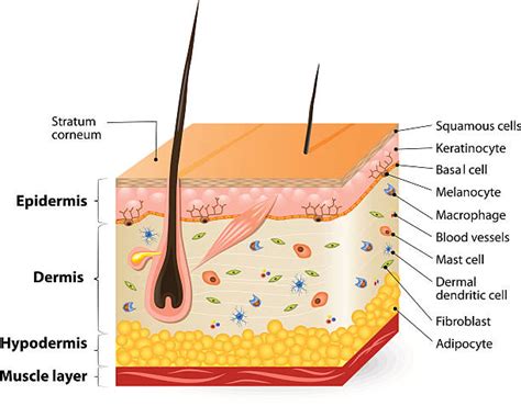 Dermis Illustrations Royalty Free Vector Graphics And Clip Art Istock