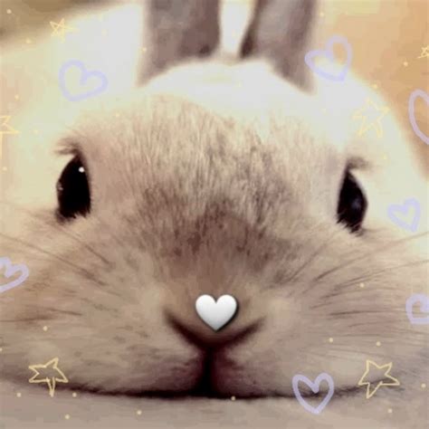 🐇bunny Bunbun🐇 Youtube