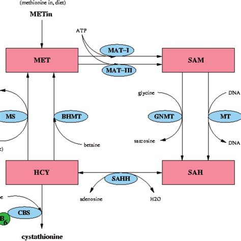 Mesotelencephalic Dopamine Systems Figure 2 Nigrostrital Pathway In Download Scientific
