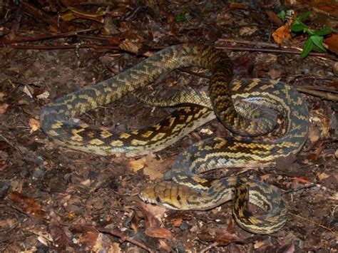 Australian Scrub Python Maker Scratchpad Youtube Wiki Fandom