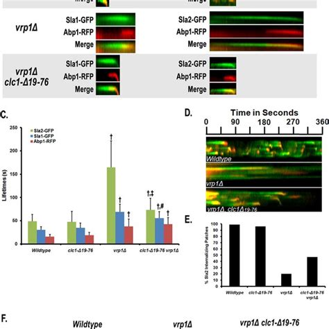 Synthetic Genetic Array Analysis With The Clc1 Δ19 76 Allele A Synthetic Genetic Array Analysis With The Clc1 Δ19 76 Allele A