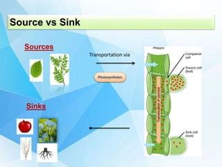 Source And Sink Regulation Pptx