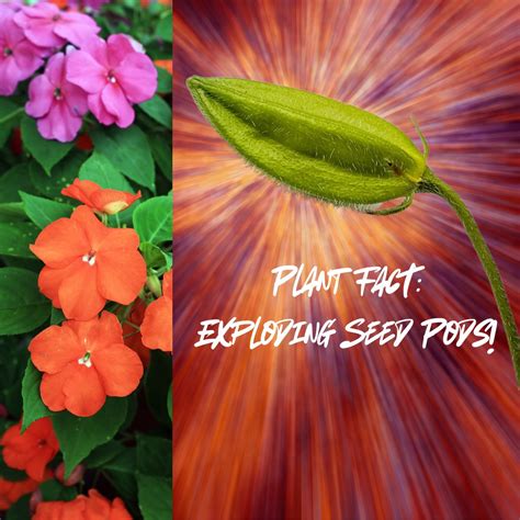 Plant Fact Exploding Seed Pods Ethnopharm