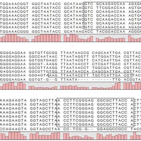 Nucleotide Alignment And Information From The 16s Rrna Gene Of Total