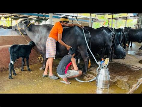 Milking Machine Youtube