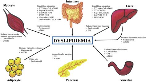 Pathophysiology Of Dyslipidemia Porn Sex Picture