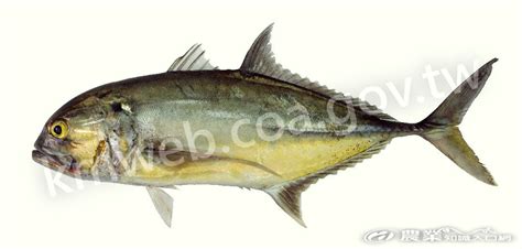 383泰利鰺 東部黑潮魚類主題館 農業知識入口網