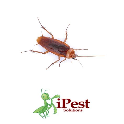 Cockroach Prevention Tips Waco San Antonio College Station Pest