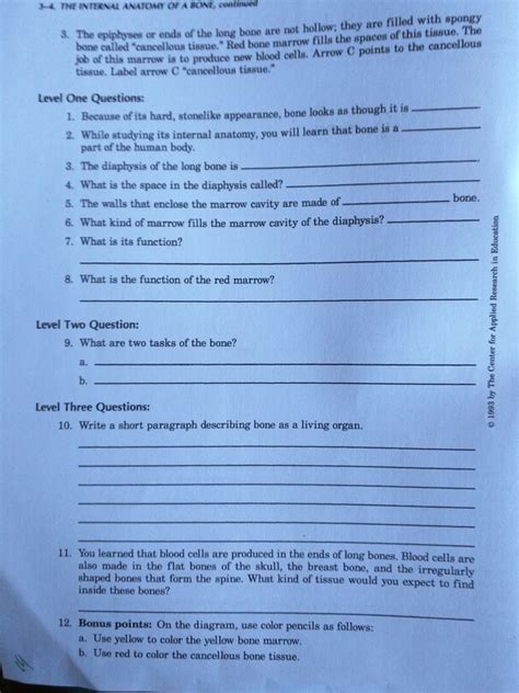 Lab The Internal Anatomy Of A Bone Human Bio