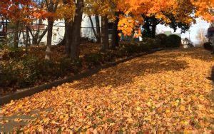 Why Trees Shed Their Leaves Earth EarthSky