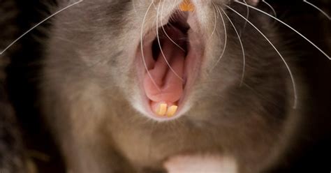 Super Rats Are Being Genetically Modified To Sniff Out Land Mines For