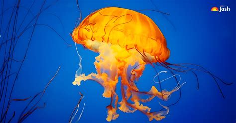 List Of 7 Most Dangerous Jellyfish In The World