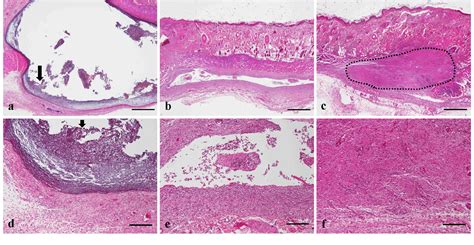 Figure 4 From Cell Viabilities And Biodegradation Rates Of Dna Protamine Complexes With Two