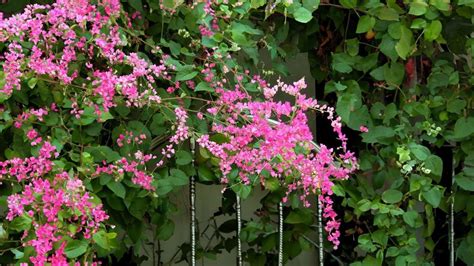 C N N Tr Ng Hoa Ti G N Tigon Lo I Hoa P Nh Ng Bu N Tr C Nh