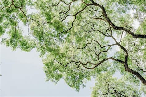 The Importance Of Tree Preservation In Arlington S Urban Planning TreeNewal