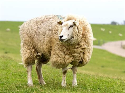 Lanolin Wollfett Kaufen Hersteller Anbieter B2B Gustav Heess
