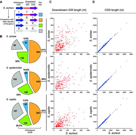 Nucleotide Sequence Variation Occurring Downstream Of Orthologous Cdss Download Scientific
