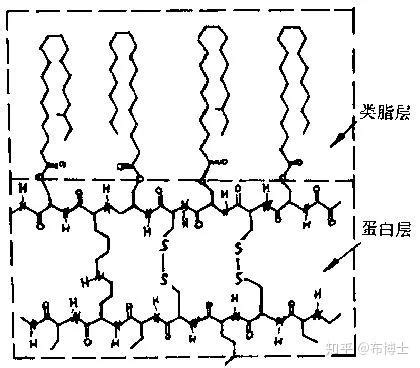 典型天然纤维结构特征介绍 知乎