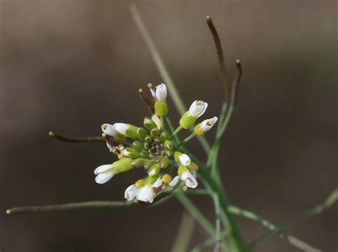Arabidopsis Thaliana Flower
