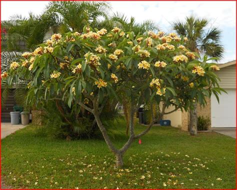 Plumeria Tree Database Plants