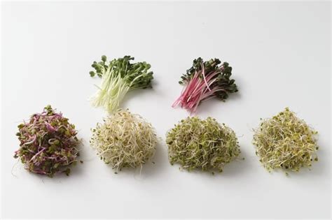 새싹채소의 영양 및 특징에 대하여 네이버 블로그