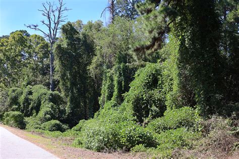 Stopping The Spread Of Invasive Species