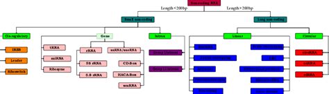 Figure 1 From A Robust And Precise Convnet For Small Non Coding Rna Classification Rpc Snrc
