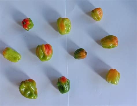 Deteksi Katokkon Instance Segmentation Dataset And Pre Trained Model By Deteksikatokkon