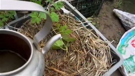 ကြက်ဟင်းခါးသီး အိမ်မှာ စိုက်နည်း Youtube