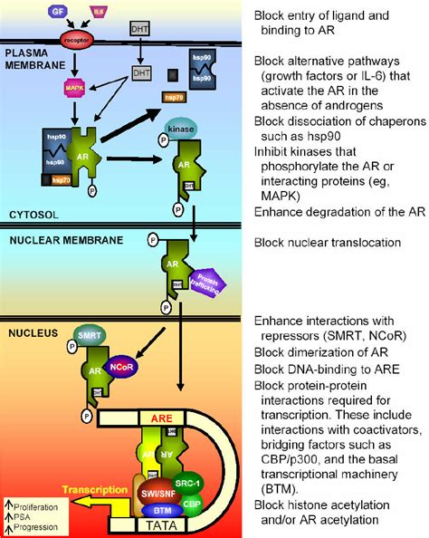 Activation Of The Androgen Receptor And Potential Drug Targets