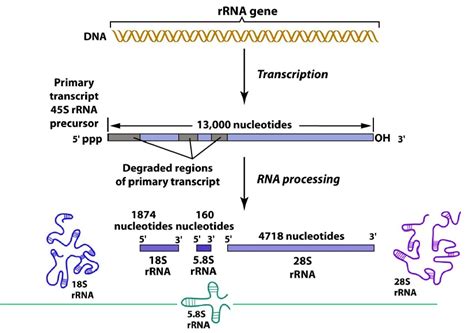 Rrna Gene Dna Transcription Primary Transcript 45s Rrna Precursor 5 Ppp 13000 Nucleotides Oh